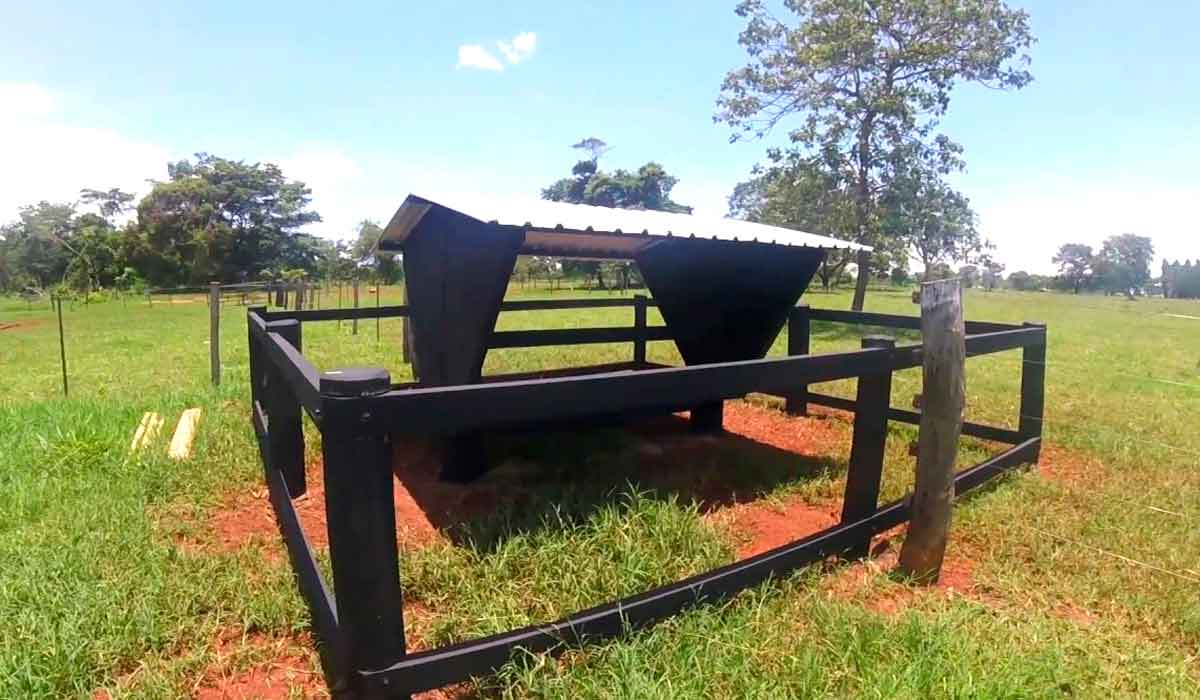 Bezerros ganham peso com creep feeding