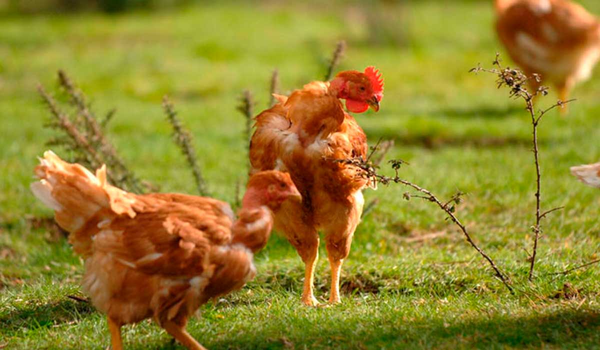 Diferenças entre frango verde, orgânico e caipira