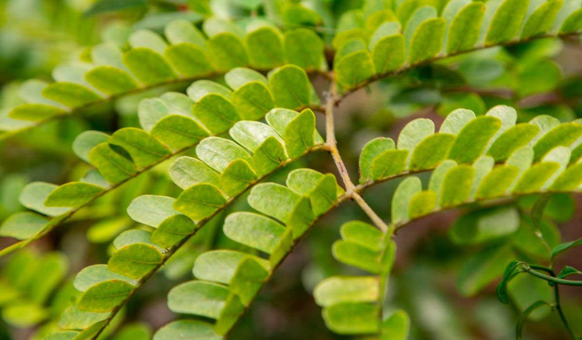 Pau brasil (Paubrasilia echinata)