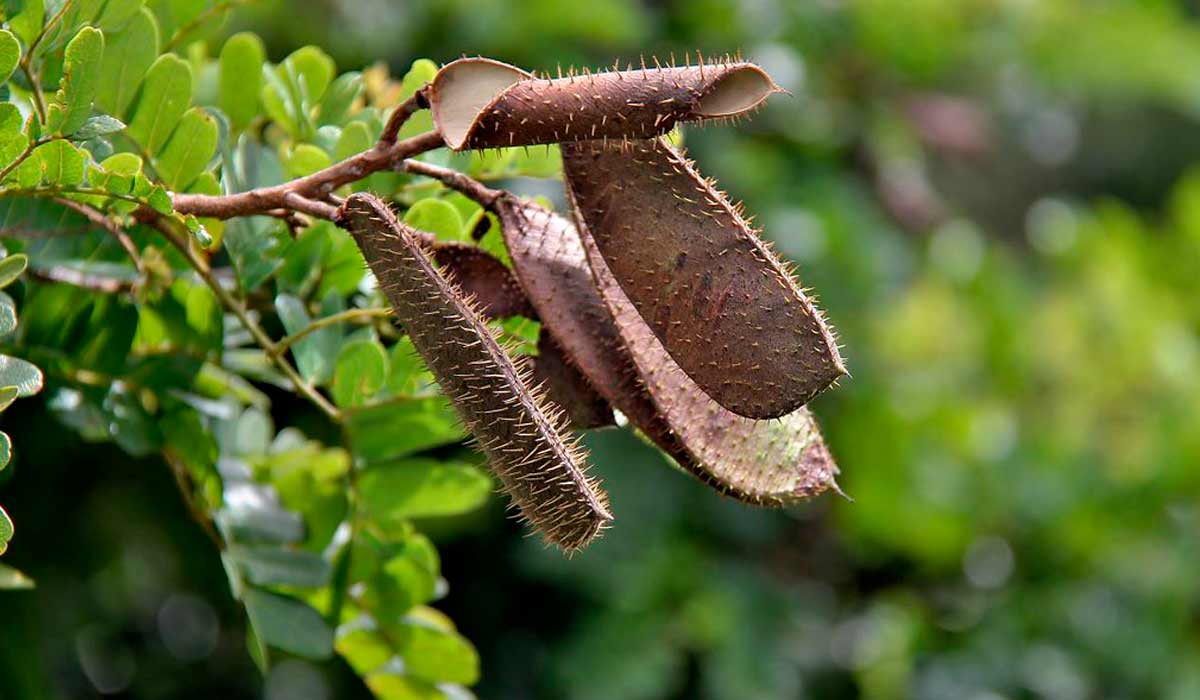 Pau brasil (Paubrasilia echinata)