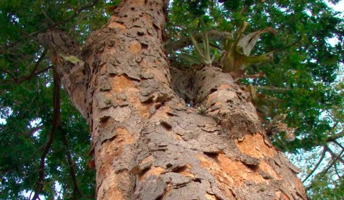 Pau brasil (Paubrasilia echinata)