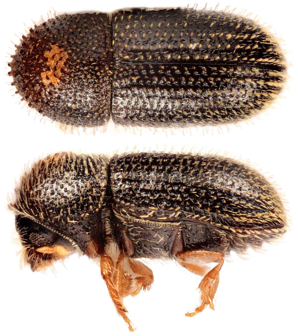 Broca-do-café - saiba como evitar - AGRONEGÓCIO