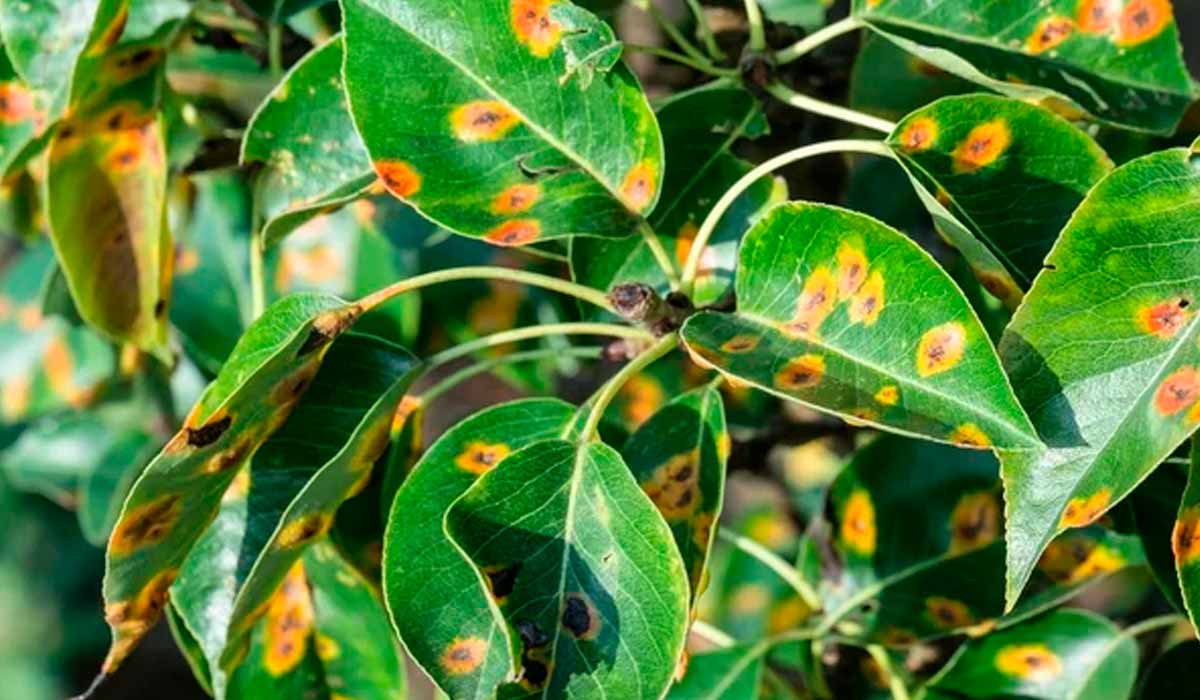 Ferrugem - Desafio a ser vencido. Quer saber como? - AGRONEGÓCIO