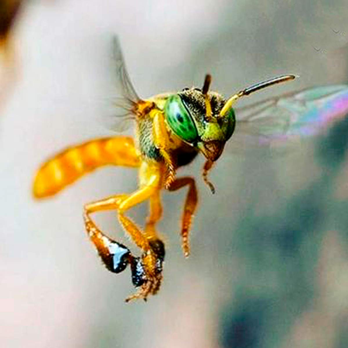 Fauna – Abelha Jataí - AGRONEGÓCIO