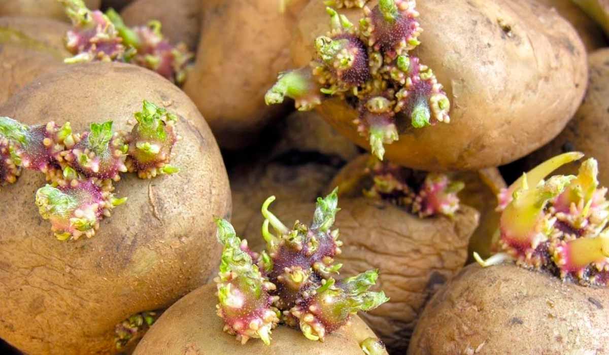 Plantar batata - passo a passo para iniciar uma pequena plantação ...