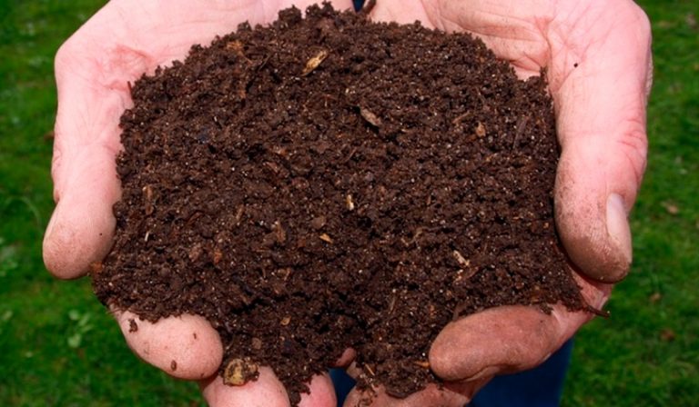 E aí? Você sabe o que é Húmus? E Homus? Já se confundiu? - AGRONEGÓCIO