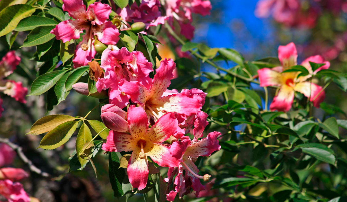 BlogFlora RuraltecTV - Paineira - AGRONEGÓCIO