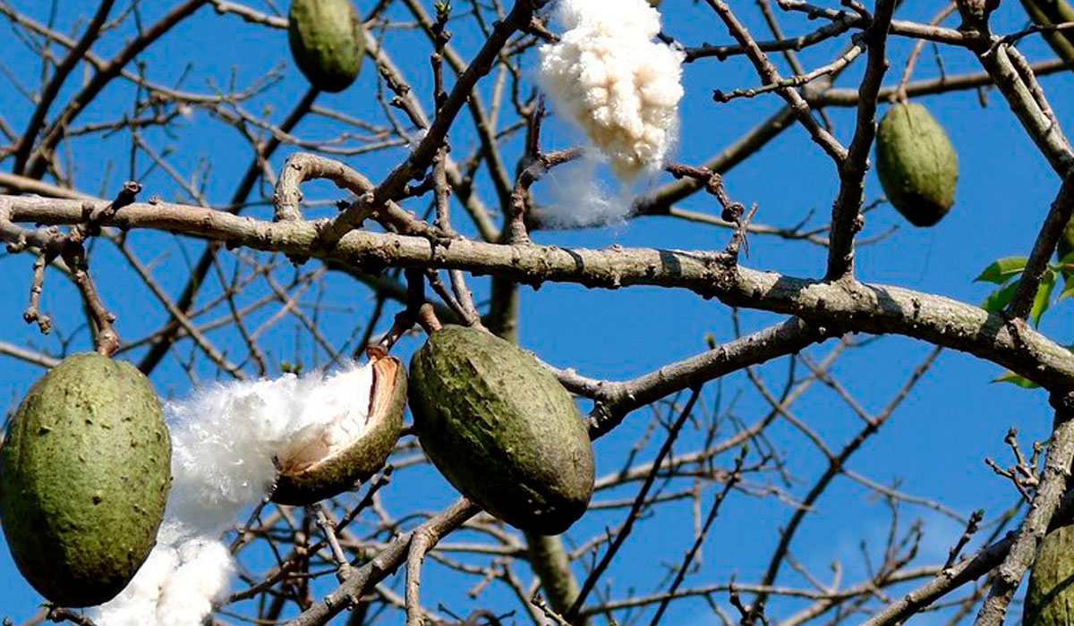 BlogFlora RuraltecTV - Paineira - AGRONEGÓCIO