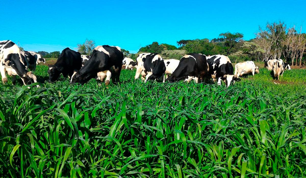Pecuária de Leite – Pastagens viabilizam atividade - RURALTECTV