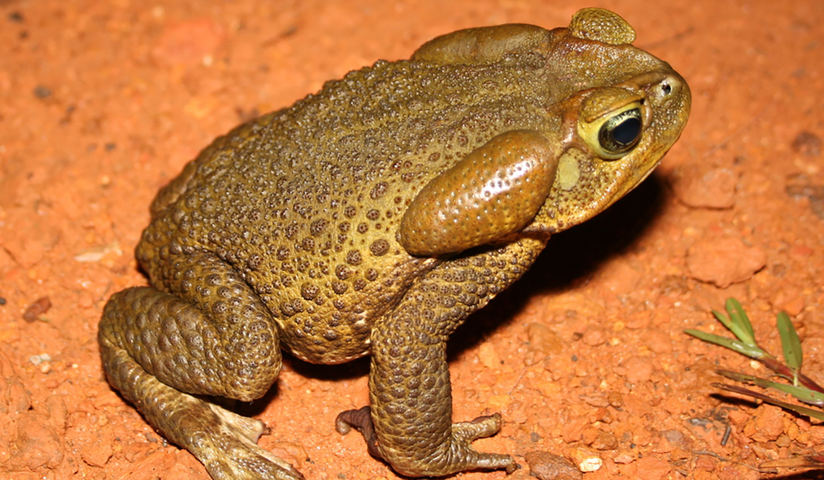 BlogFauna RuraltecTV - Sapo-cururu - AGRONEGÓCIO