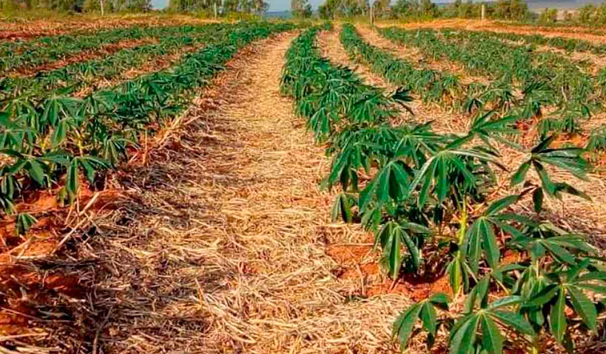 Plantio direto de mandioca é recomendado - AGRONEGÓCIO