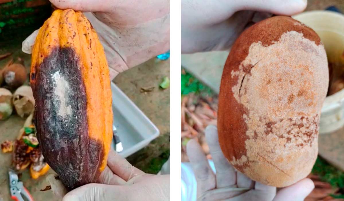 Governo declara emergência fitossanitária em três estados para ações ...