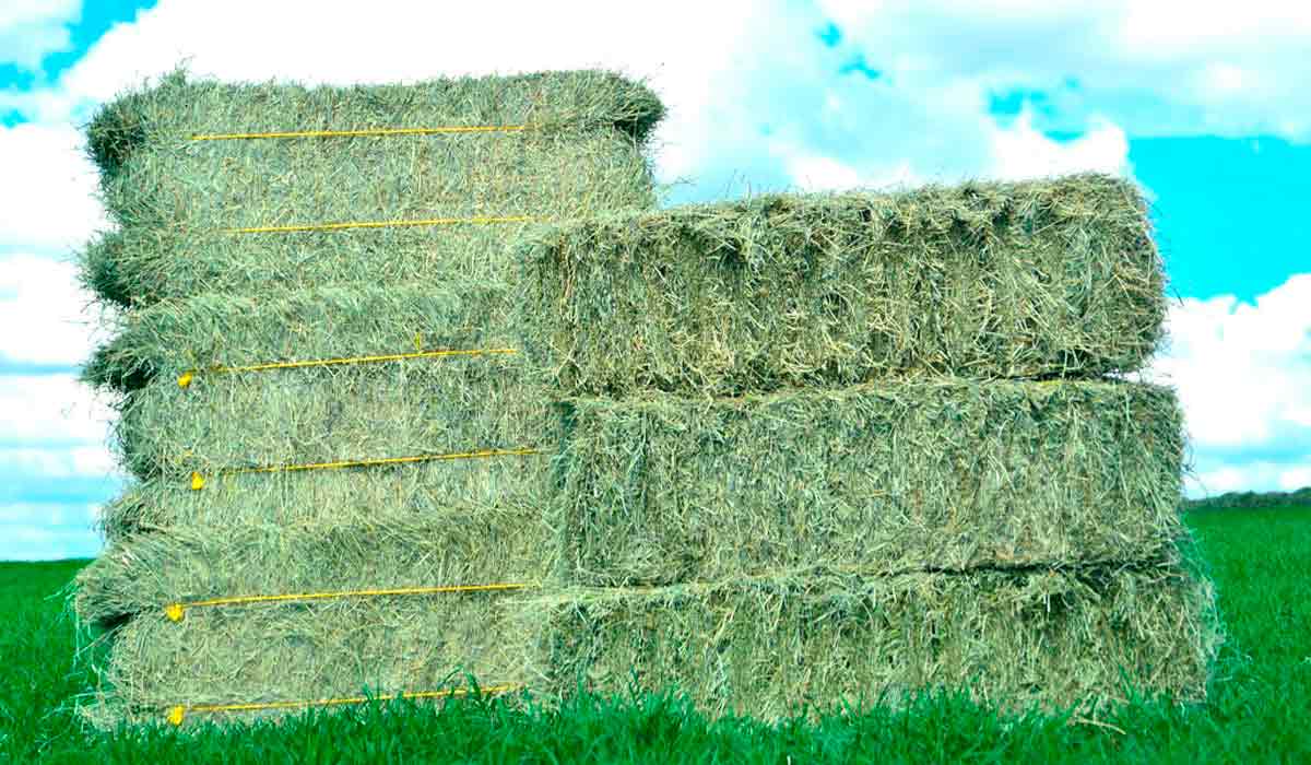 Produção de feno ajuda o produtor na seca - AGRONEGÓCIO