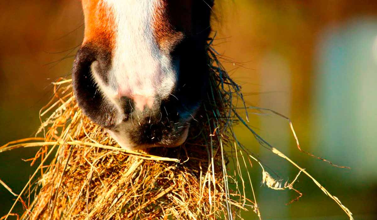 Produção de feno ajuda o produtor na seca - AGRONEGÓCIO