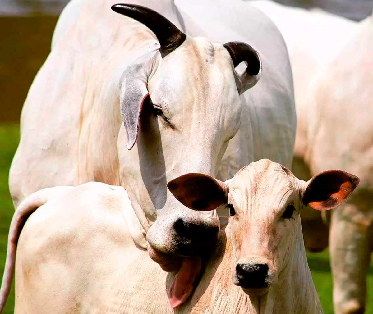 Raça - Nelore - Tudo sobre a principal raça da pecuária nacional ...