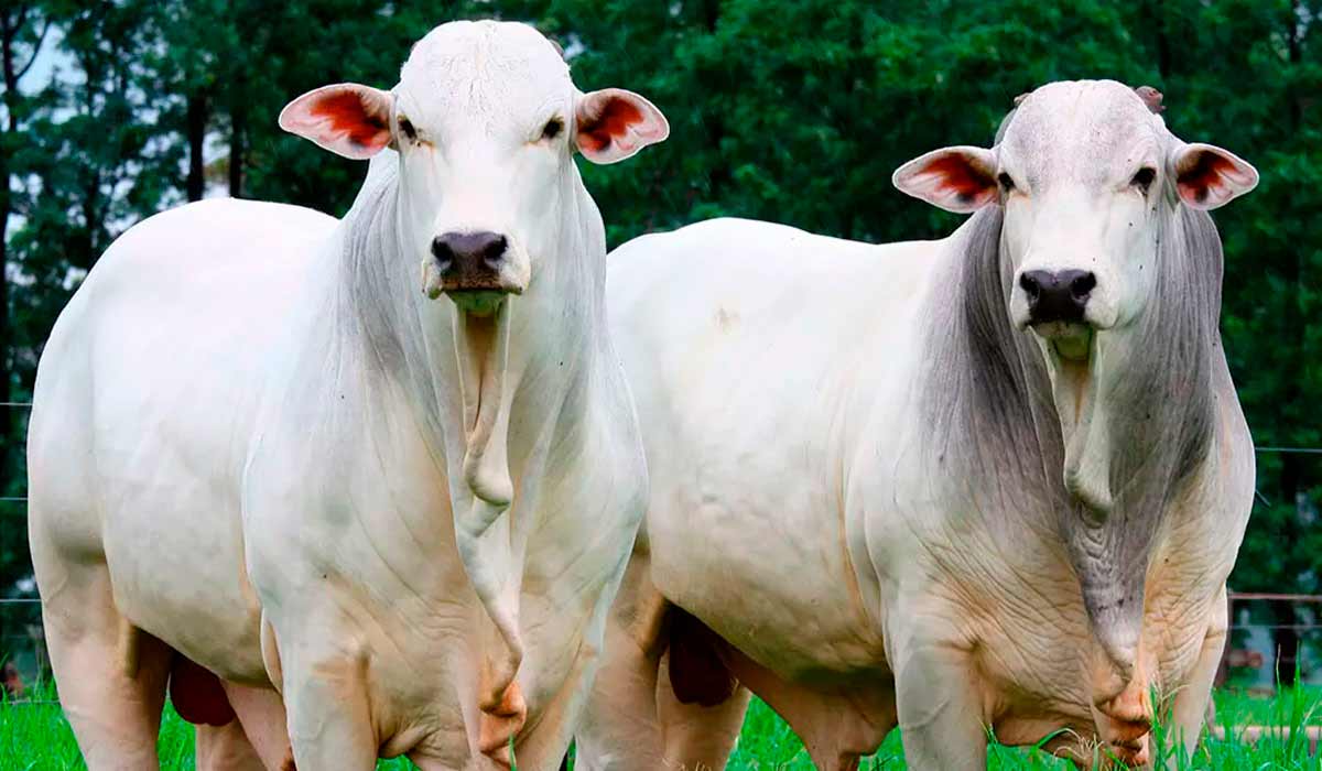 Raça - Nelore - Tudo sobre a principal raça da pecuária nacional ...