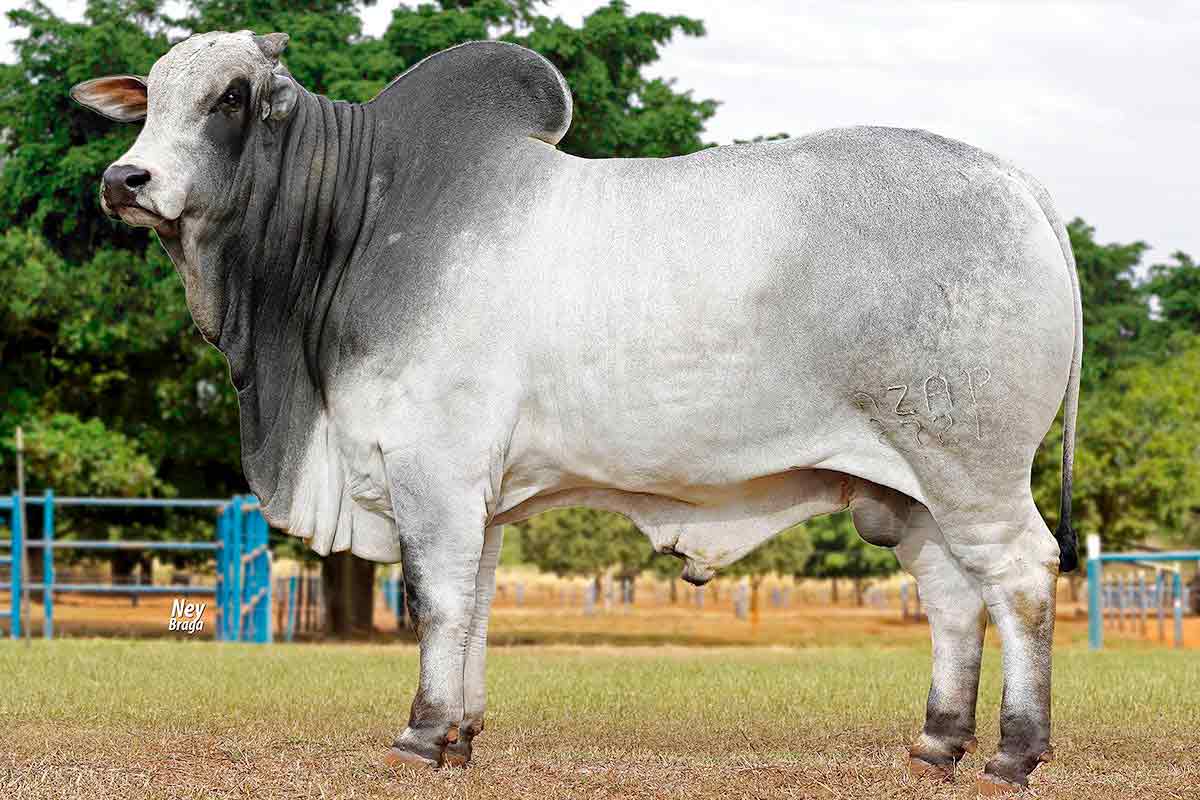 Raça - Nelore - Tudo sobre a principal raça da pecuária nacional ...