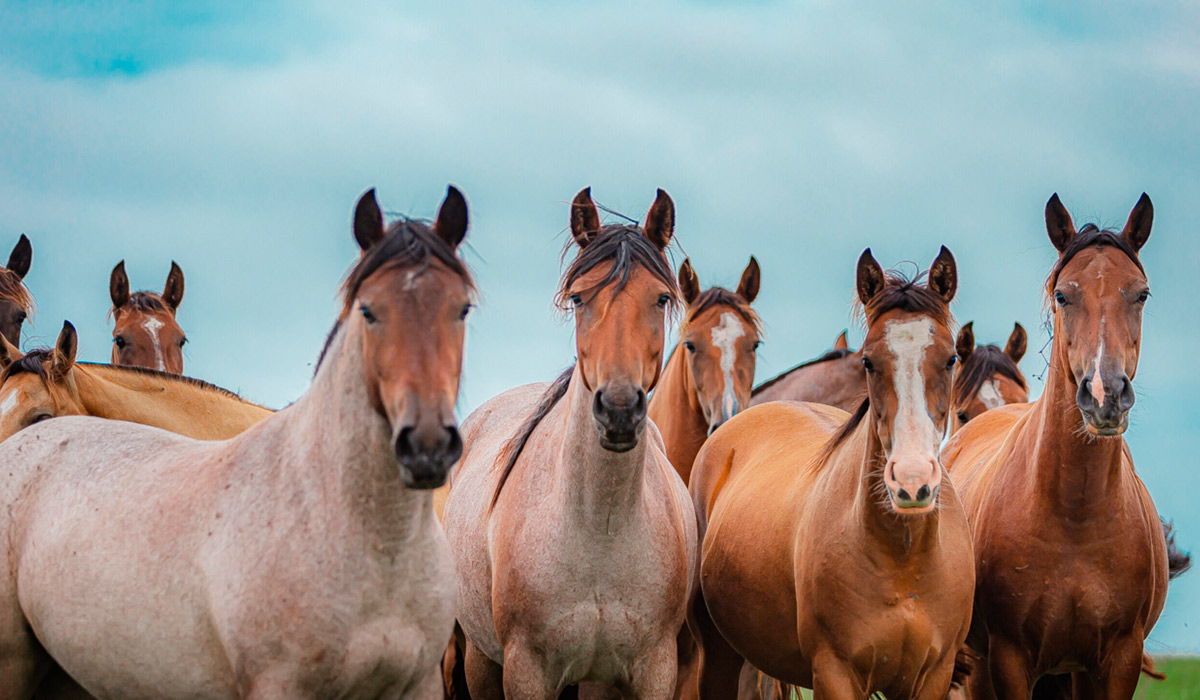 Cavalo Crioulo – raça forte forjada na seleção natural nos campos do ...