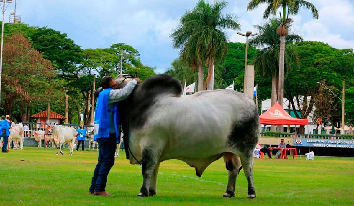 Campeões da Raça Brahman 2021 são divulgados - AGRONEGÓCIO