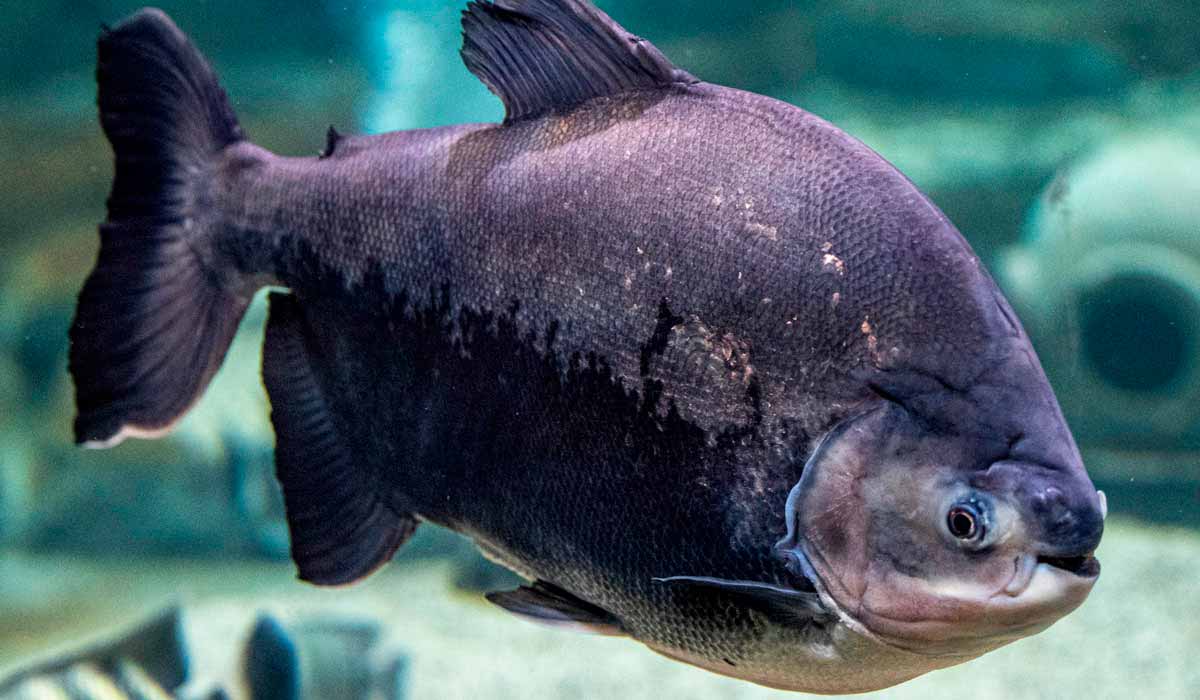 Fauna - Tambaqui - AGRONEGÓCIO