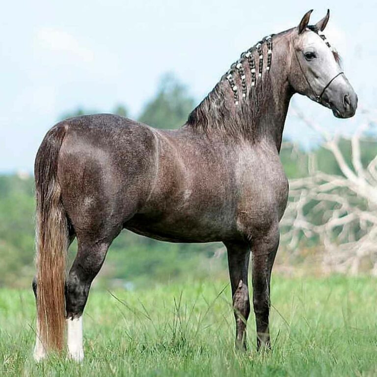 Mangalarga marchador