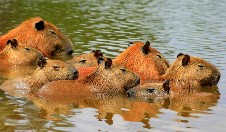 Fauna - Capivara - AGRONEGÓCIO