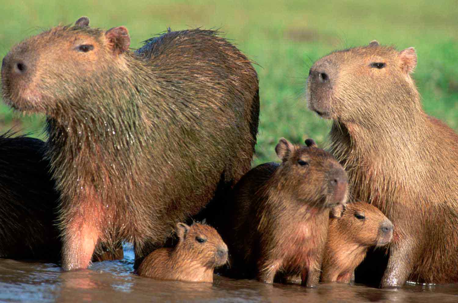 Fauna - Capivara - RURALTECTV