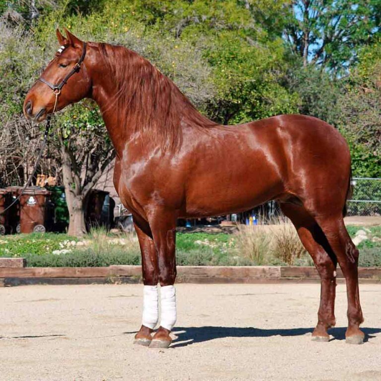 Raça - Descubra tudo sobre o cavalo Andaluz - RURALTECTV