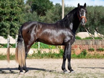 Raça - Descubra tudo sobre o cavalo Andaluz - RURALTECTV