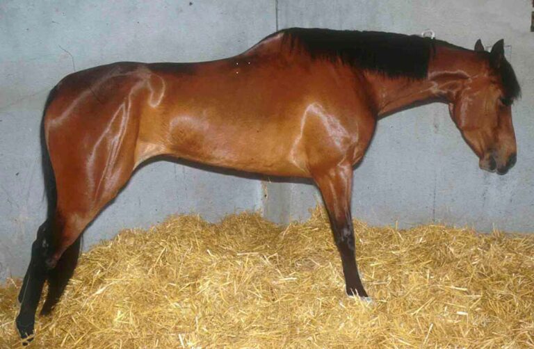 Equinos - Cuidados com a cólica - AGRONEGÓCIO