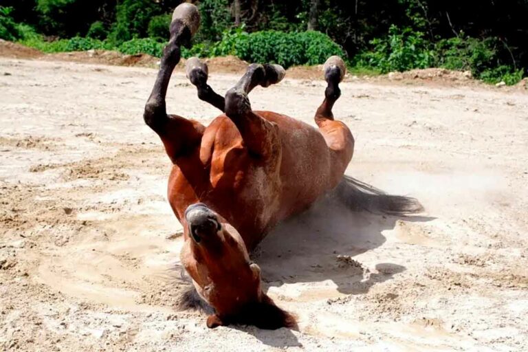 Equinos - Cuidados com a cólica - AGRONEGÓCIO