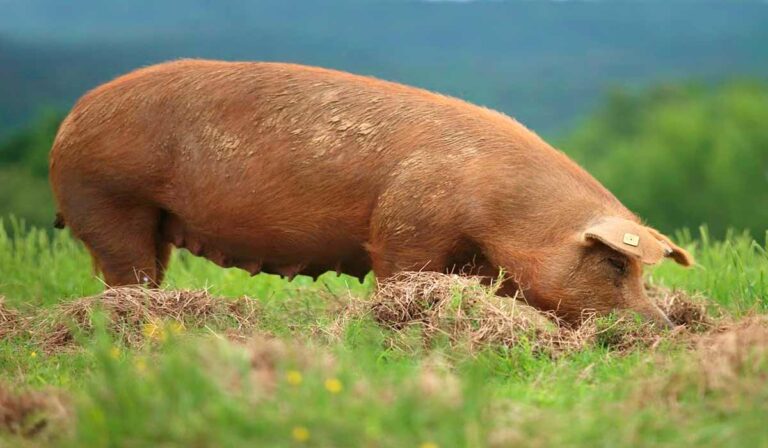 Lucro com porco caipira