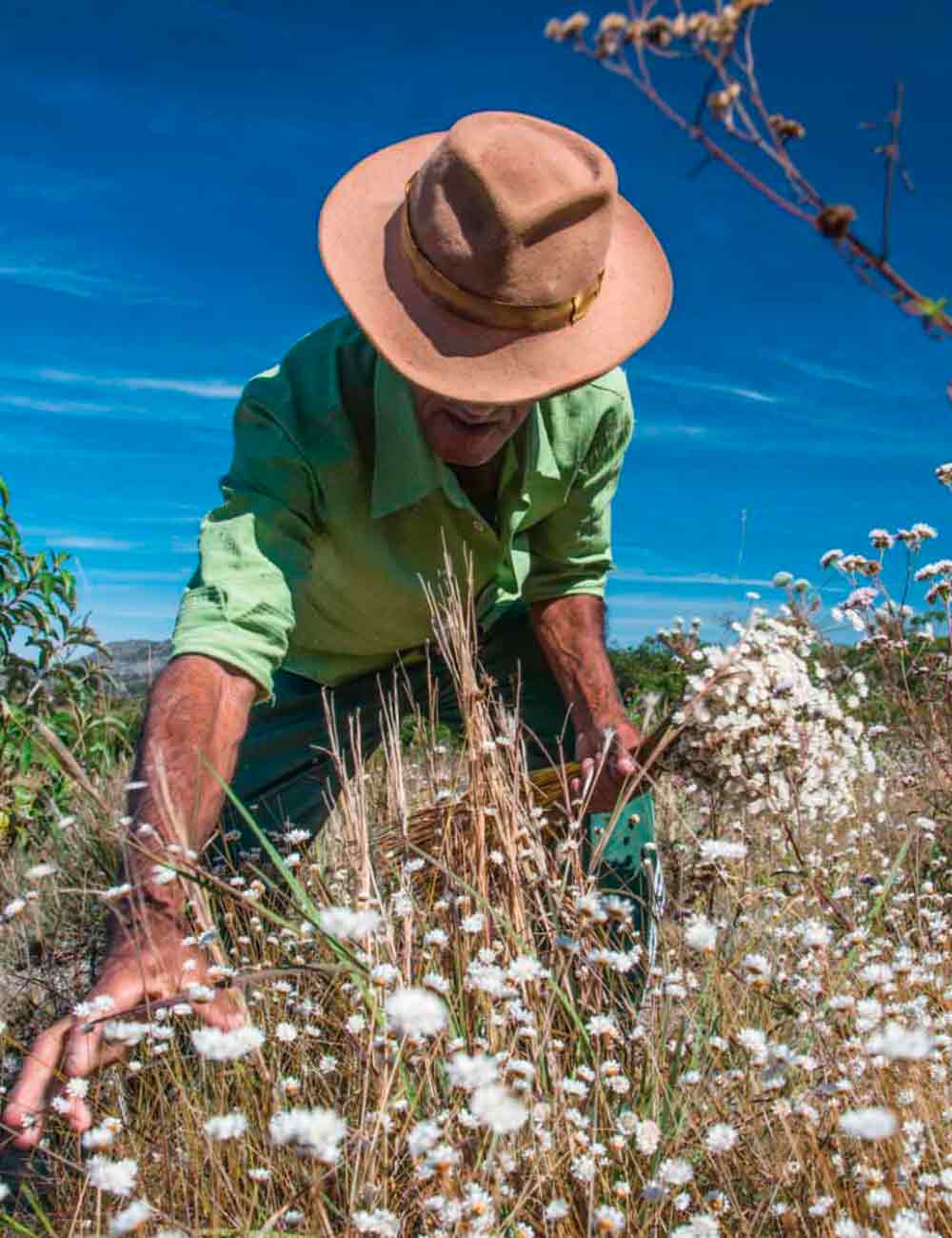 Coleta de sempre-vivas vira patrimônio cultural imaterial - AGRONEGÓCIO