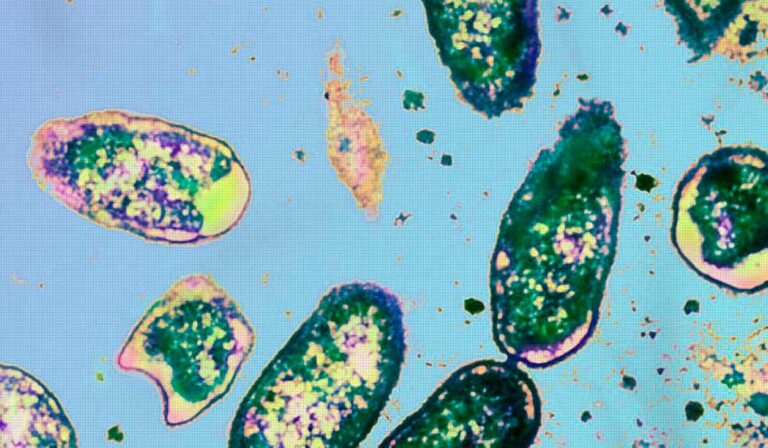 Entenda a Febre Maculosa - AGRONEGÓCIO