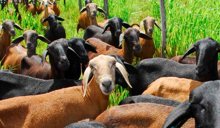 Raça - Santa Inês - AGRONEGÓCIO