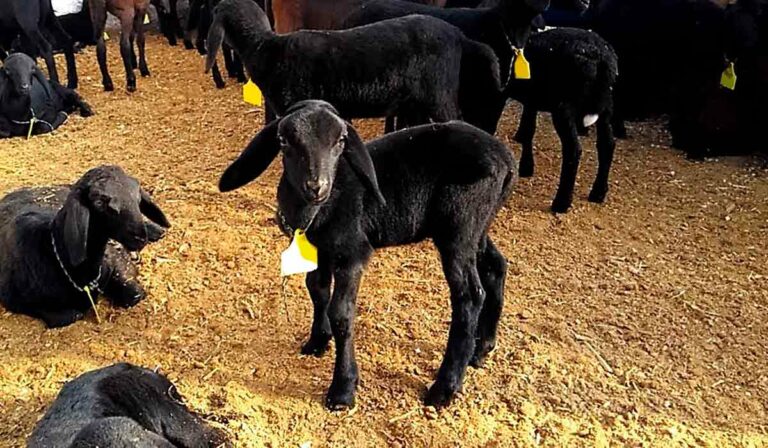 Raça - Santa Inês - AGRONEGÓCIO