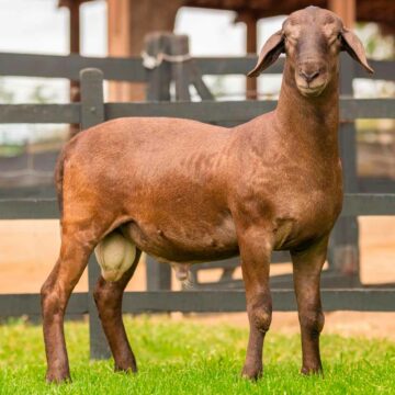 Raça - Santa Inês - AGRONEGÓCIO