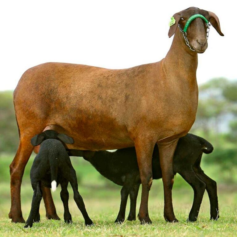 Raça - Santa Inês - AGRONEGÓCIO