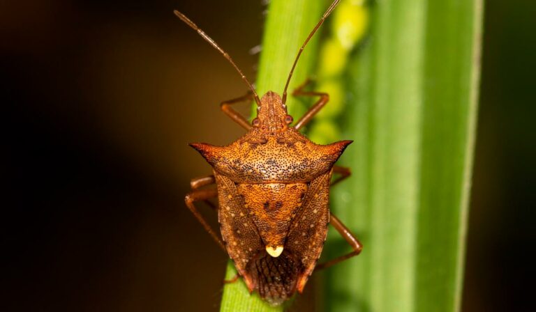 Como Identificar e gerenciar os percevejos do milho - AGRONEGÓCIO
