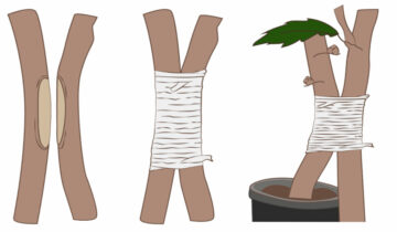 Enxertia – Tudo sobre a técnica - AGRONEGÓCIO