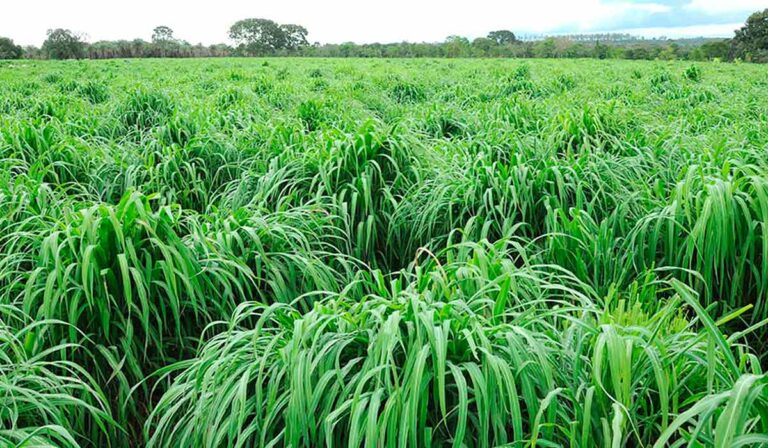 Nova cultivar de capim-andropogon apresenta maior produtividade ...