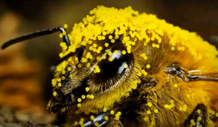 Abelhas como bioinsumos para agricultura - RURALTECTV