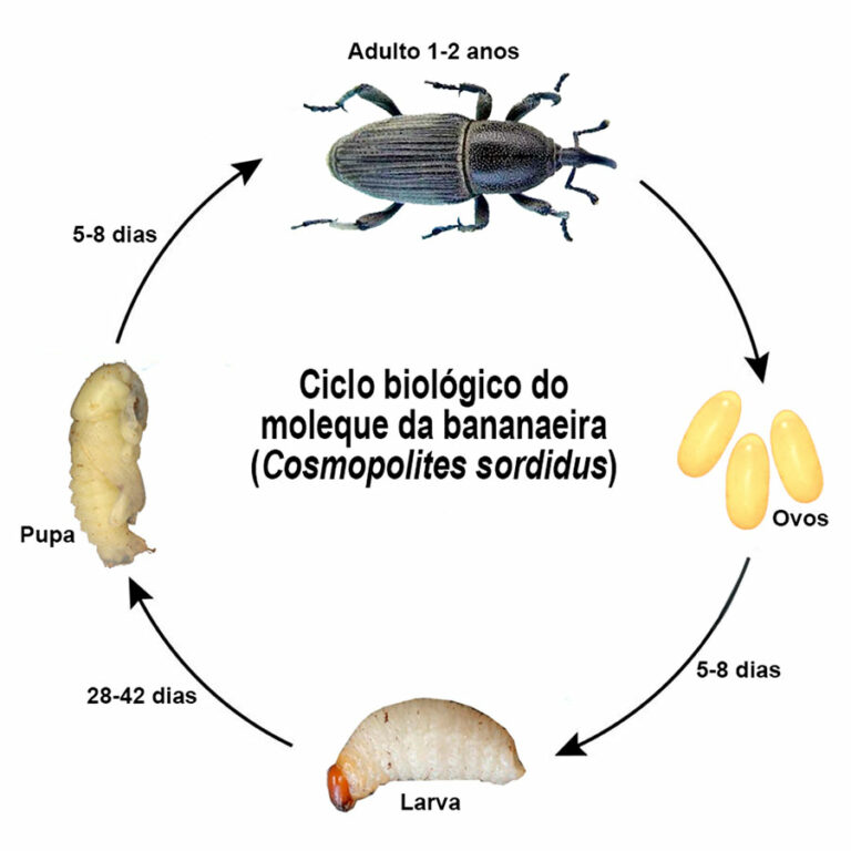 Controle Do Moleque Da Bananeira Com Armadilhas