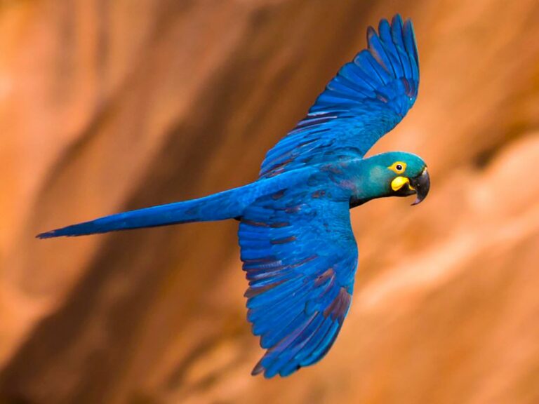 Arara-azul-de-lear conservação