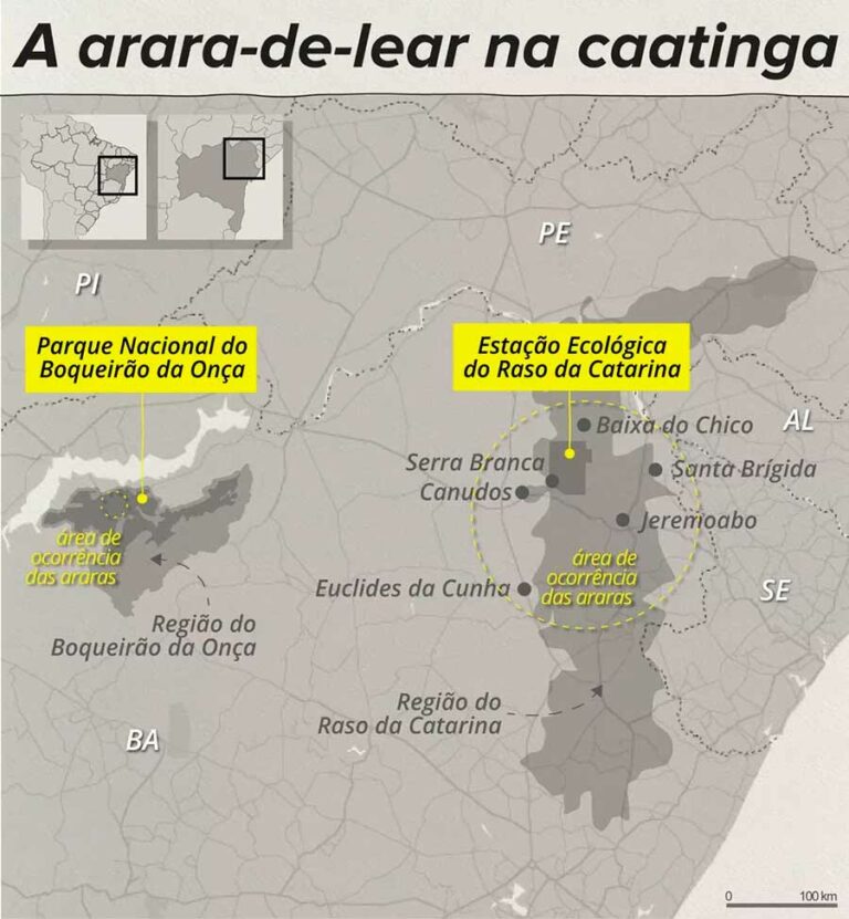 Arara-azul-de-lear conservação