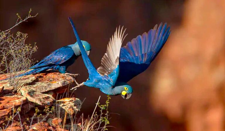 Arara-azul-de-lear conservação