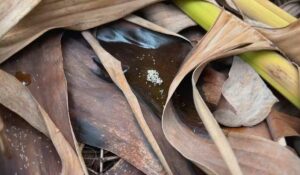 O mosquito maruim é o vetor da febre Oropouche