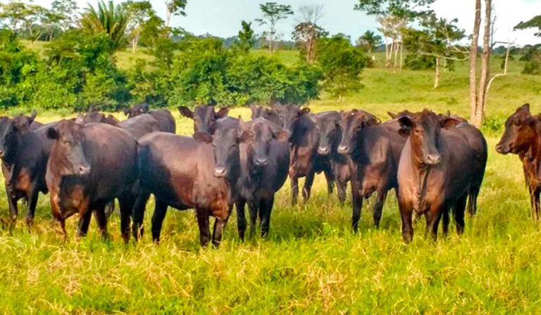 Tricross com sindi em F1 angus-nelore