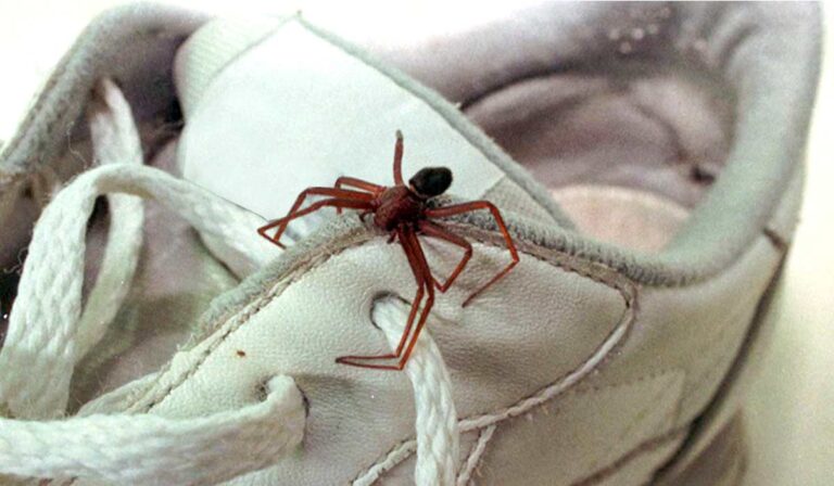 Aranha marrom e seus perigos